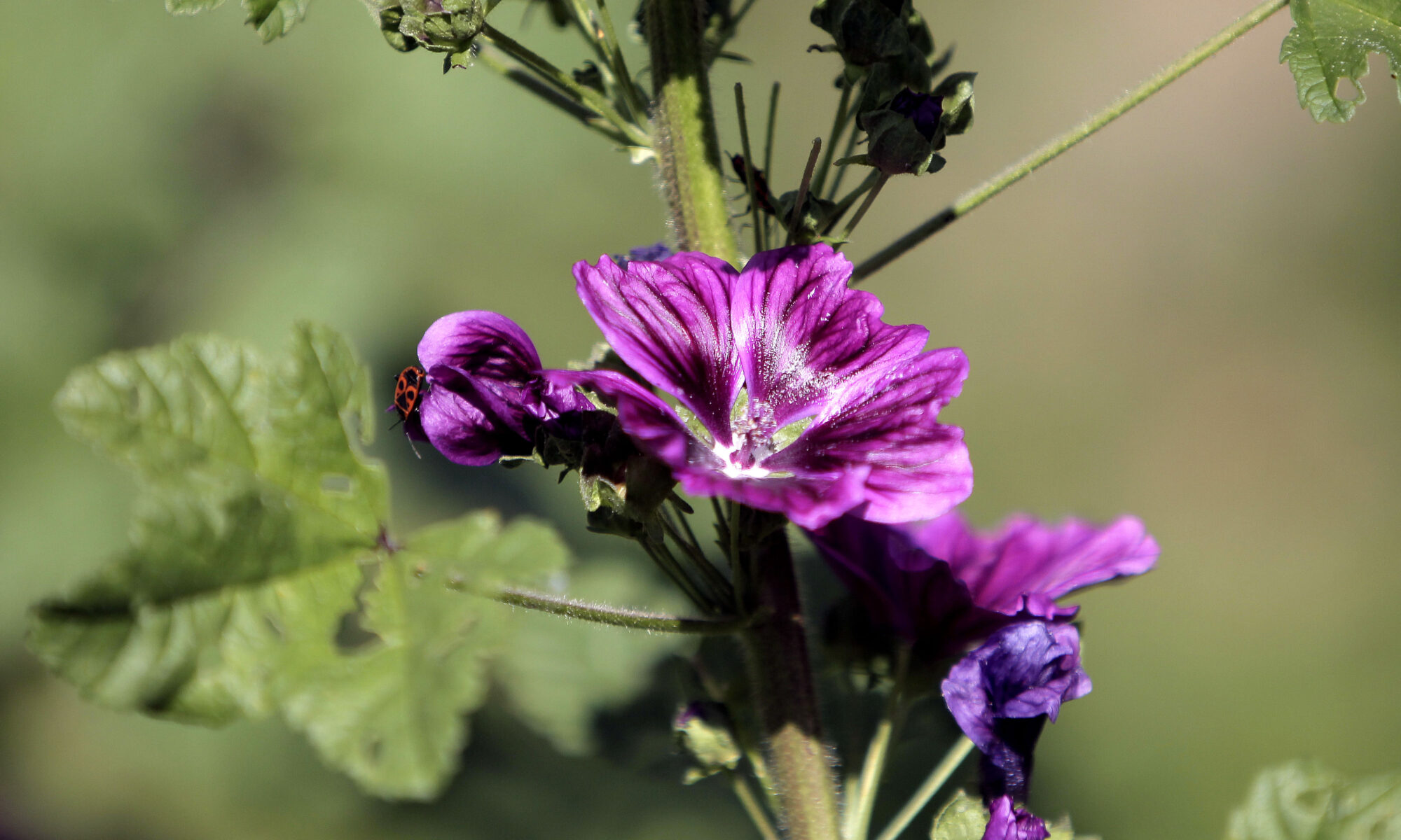 Carte des Fermes Infusées – Les Infusées